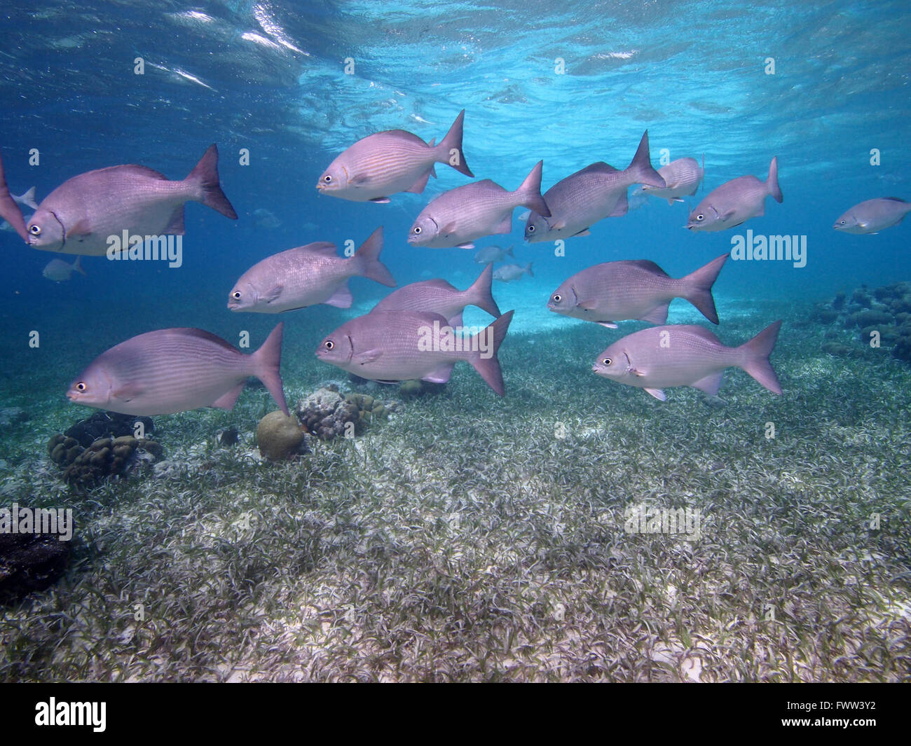 Fish shoal underwater near Caye Caulker, Belize Stock Photo - Alamy