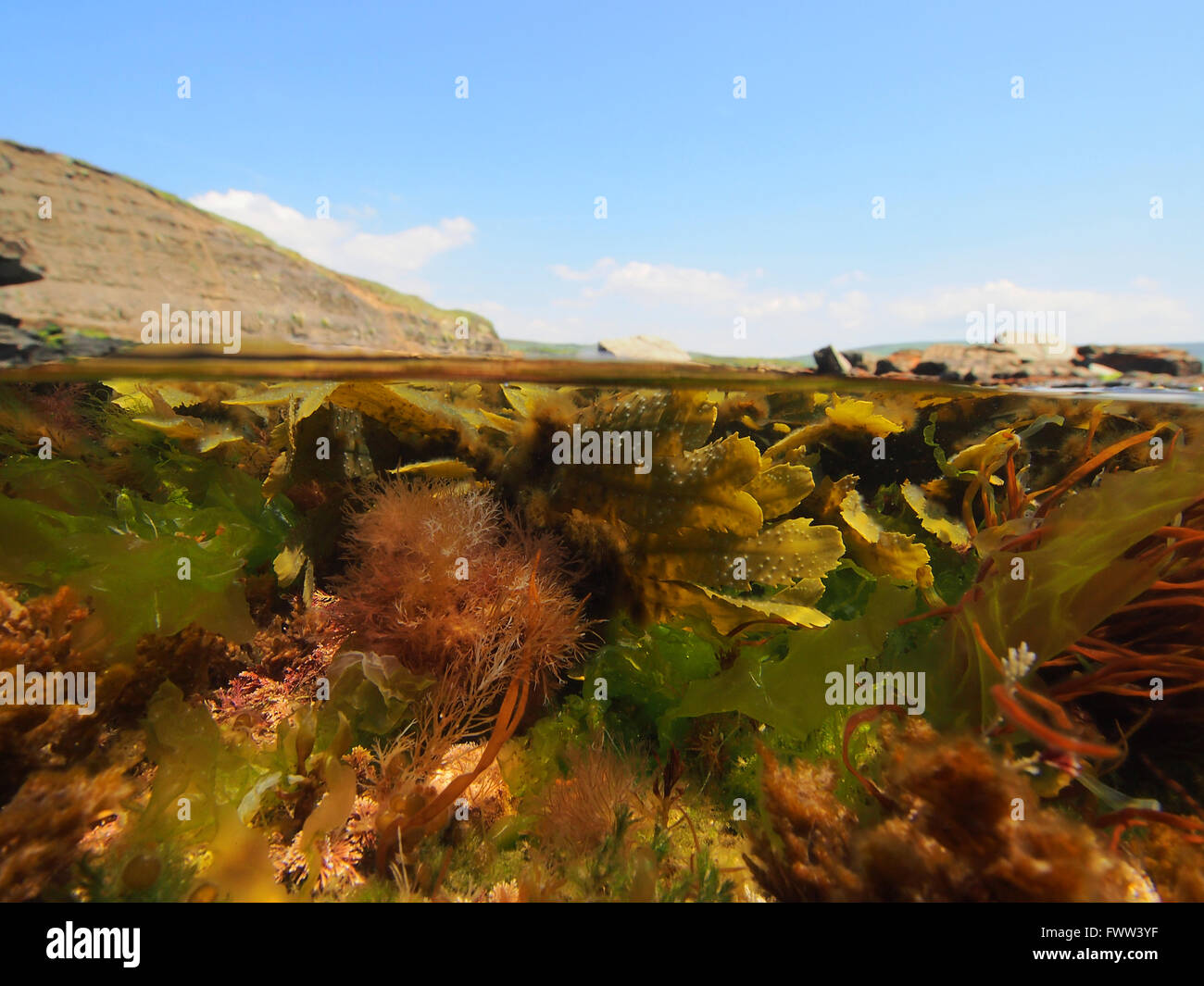 Split level image of a rockpool at Kimmeridge, Dorset Stock Photo - Alamy