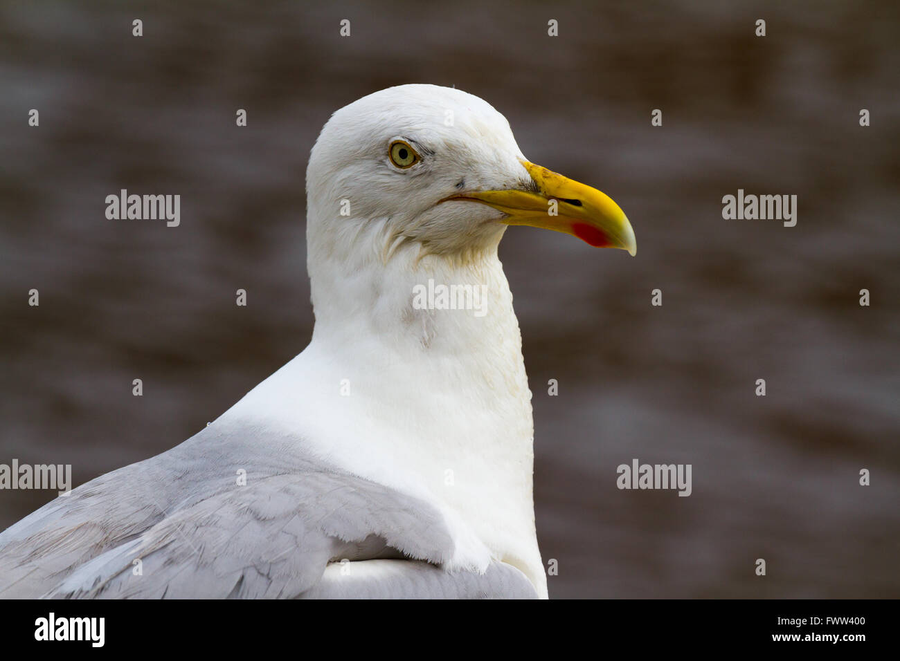 Birds in the Harbour of husum Stock Photo - Alamy