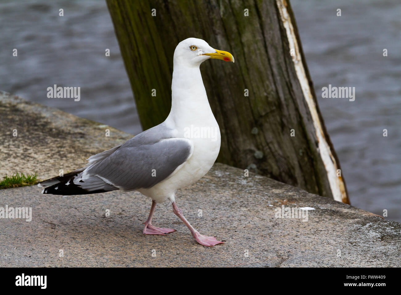 Birds in the Harbour of husum Stock Photo - Alamy
