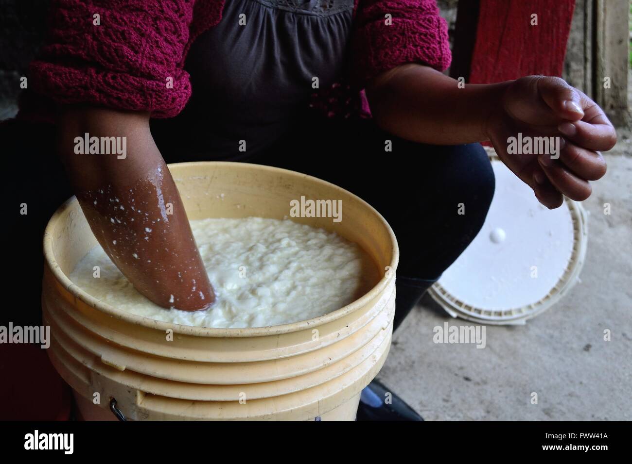 Curdling Milk for elaboration of traditional cheese in Sapalache " Las ...