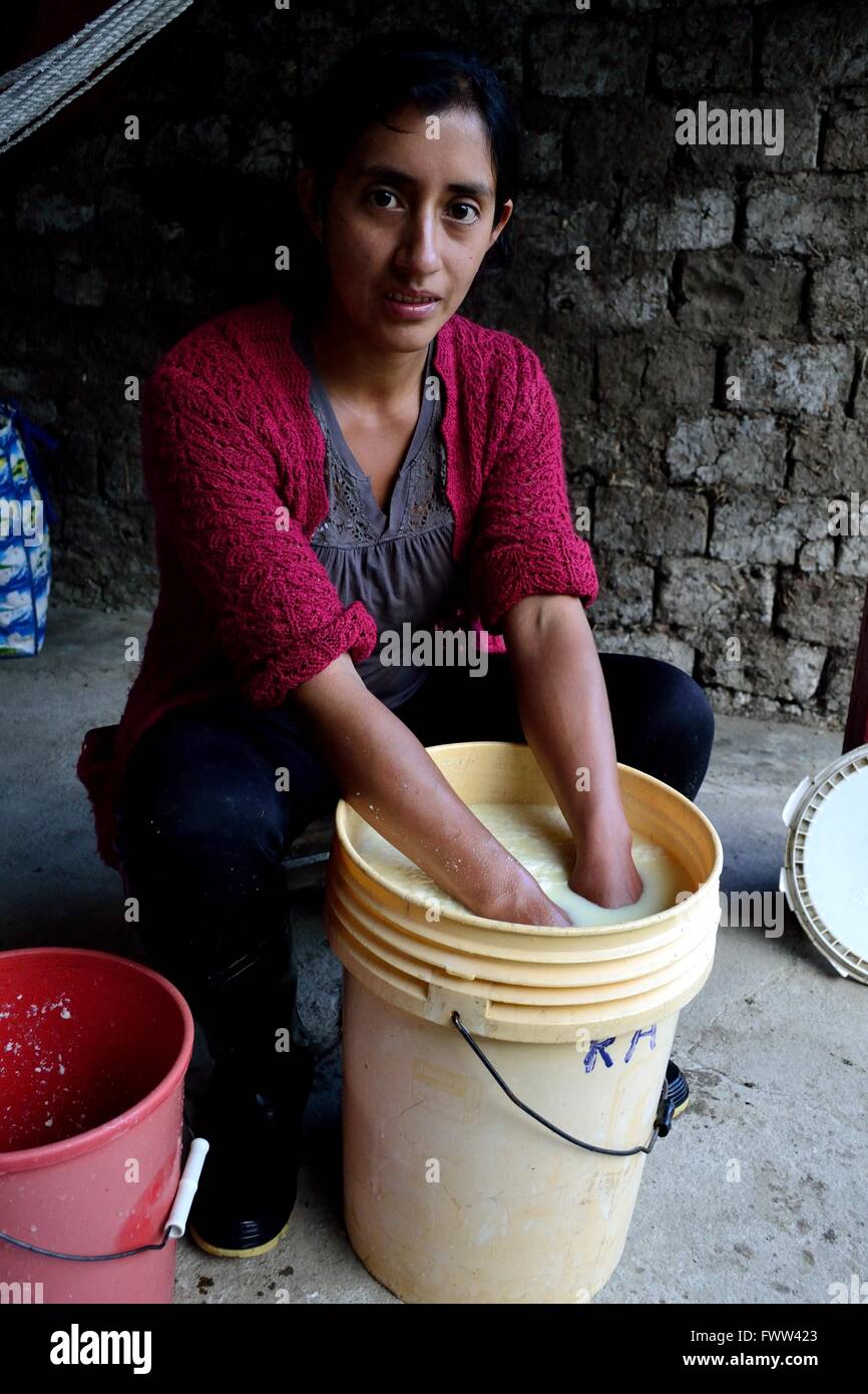 Curdling Milk for elaboration of traditional cheese in Sapalache " Las ...