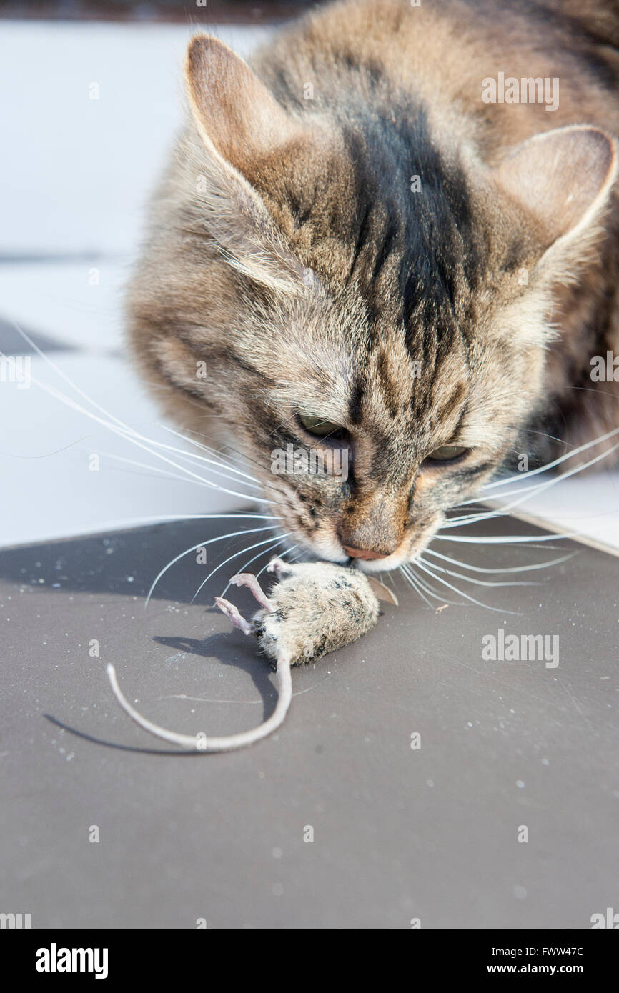 A proud cat shows off its dead mouse Stock Photo - Alamy