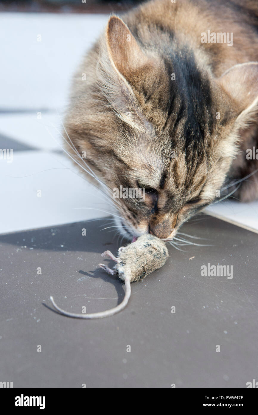 A proud cat shows off its dead mouse Stock Photo - Alamy