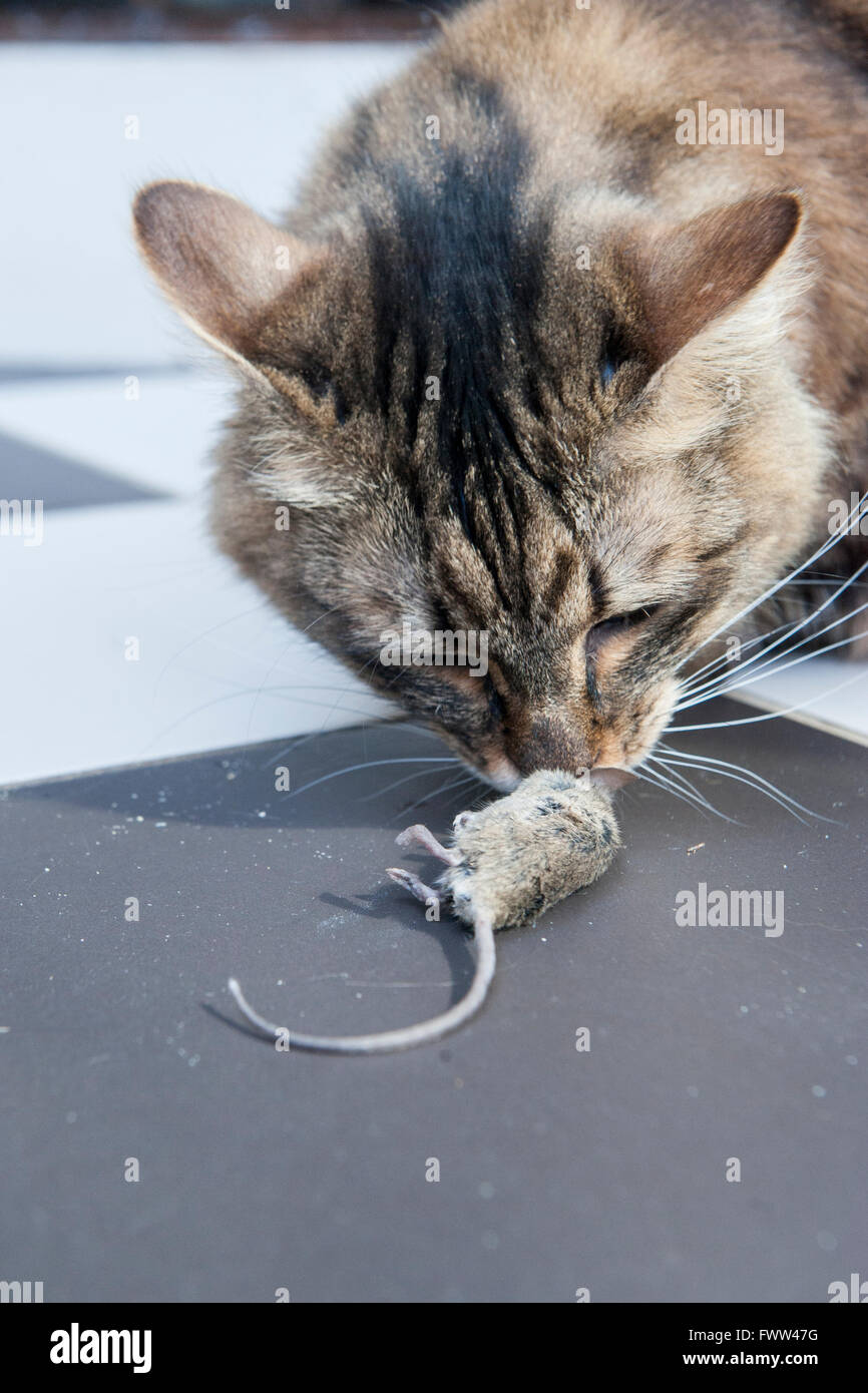 A proud cat shows off its dead mouse Stock Photo - Alamy