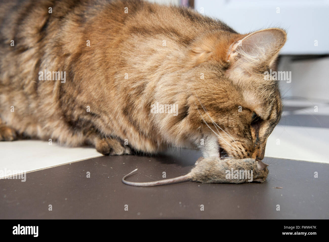 A proud cat shows off its dead mouse Stock Photo - Alamy