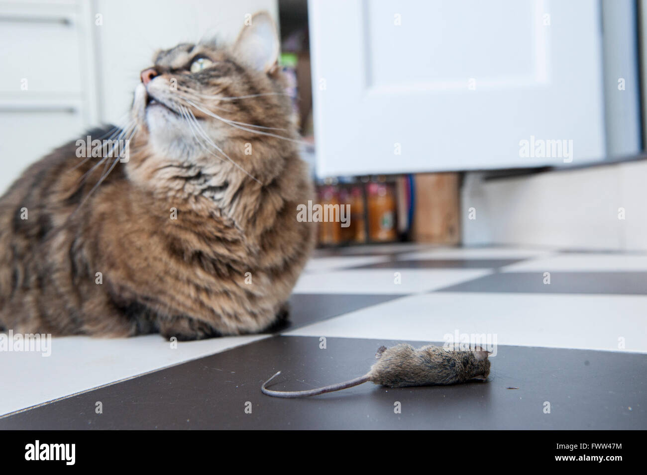 Tom jerry toy hi-res stock photography and images - Alamy