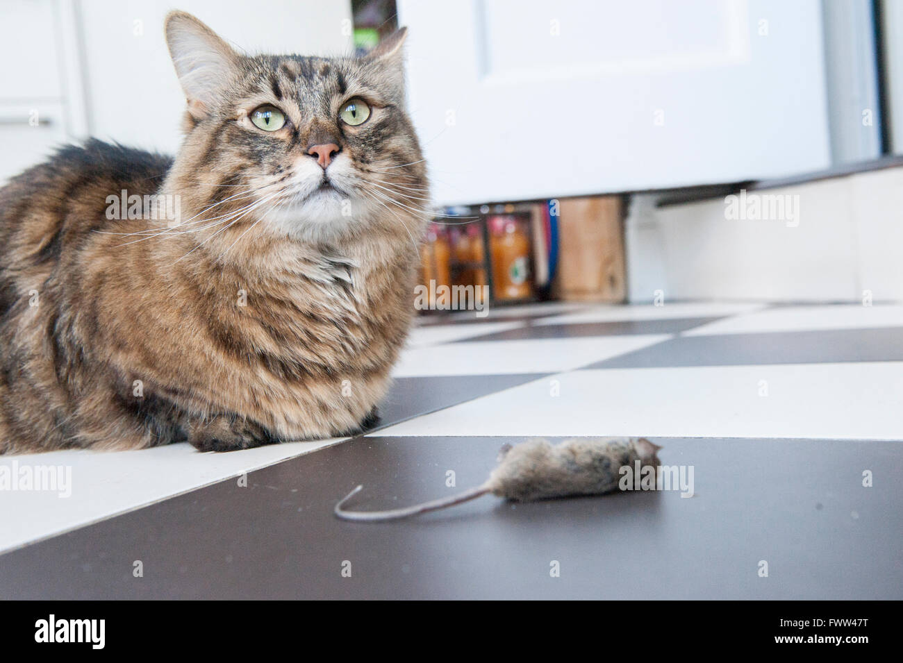 A proud cat shows off its dead mouse Stock Photo - Alamy