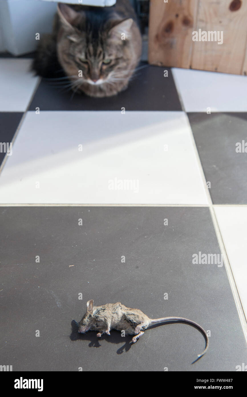 Tom jerry toy hi-res stock photography and images - Alamy