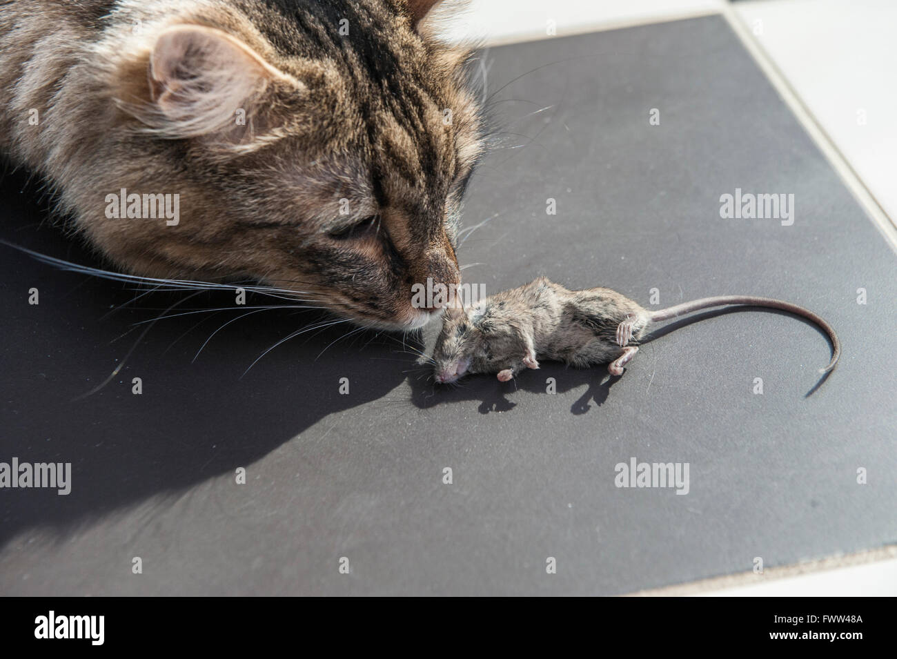 Tom jerry mouse hi-res stock photography and images - Alamy
