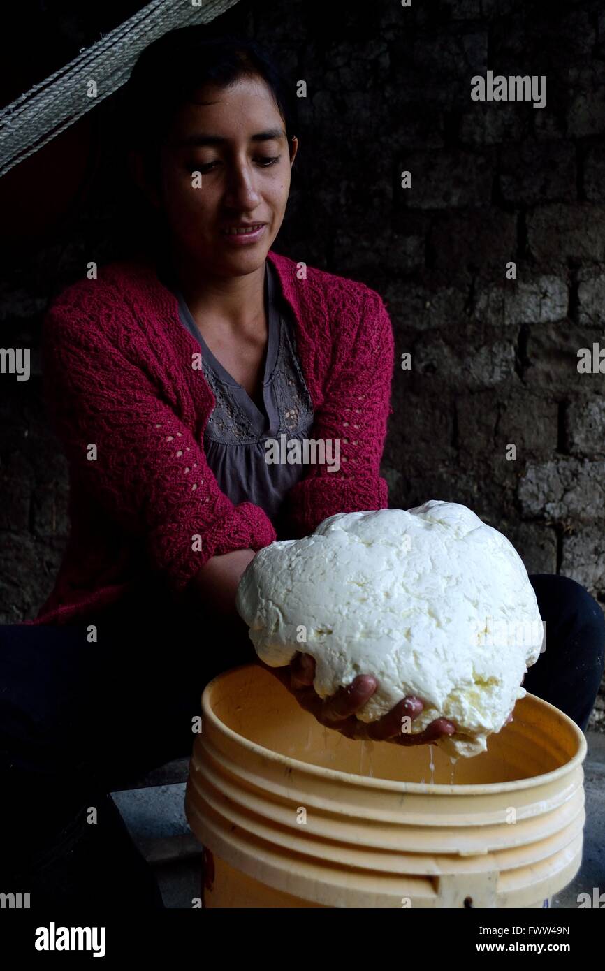 Curdling Milk for elaboration of traditional cheese in Sapalache " Las ...