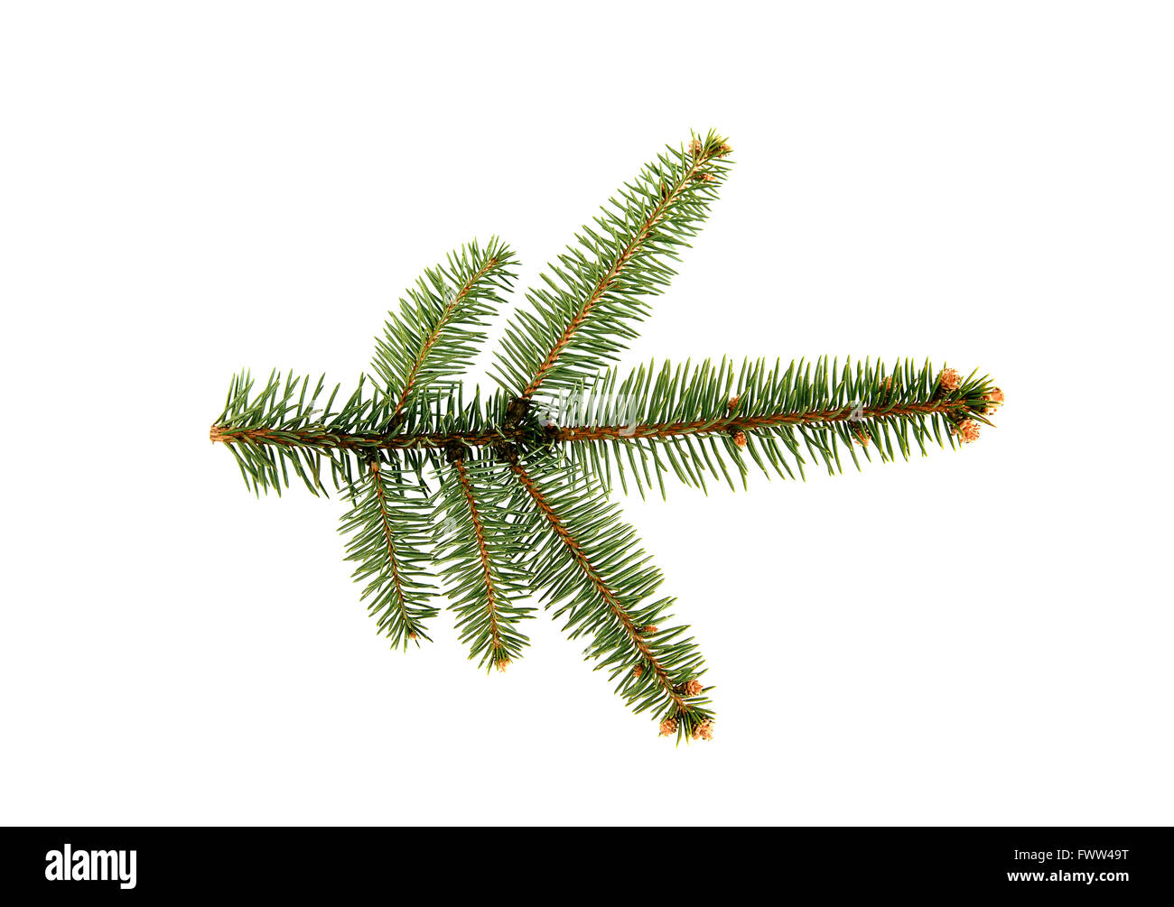 Fir tree branch with buds in the middle of picture. Isolated on white ...