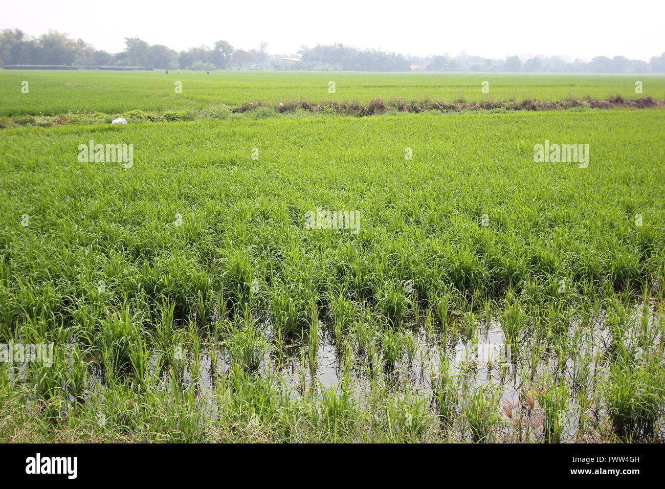 Rice (Paddy) fields, Chiang Mai, Thailand Stock Photo - Alamy