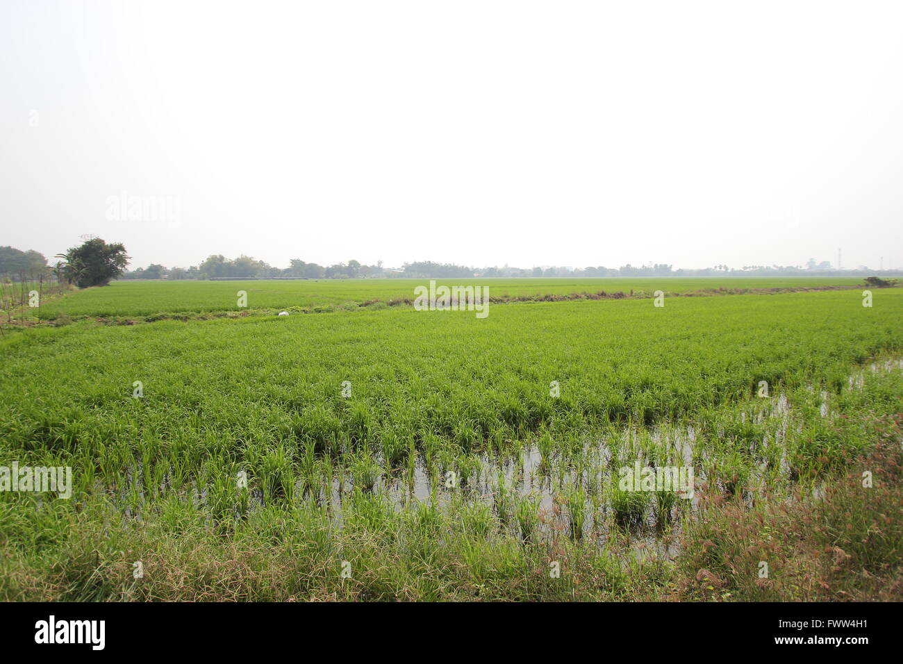 Rice (Paddy) fields, Chiang Mai, Thailand Stock Photo - Alamy