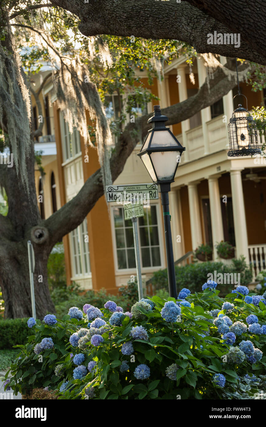 Hydrangea shrubs blooming under a Charleston style street lamp in the ...