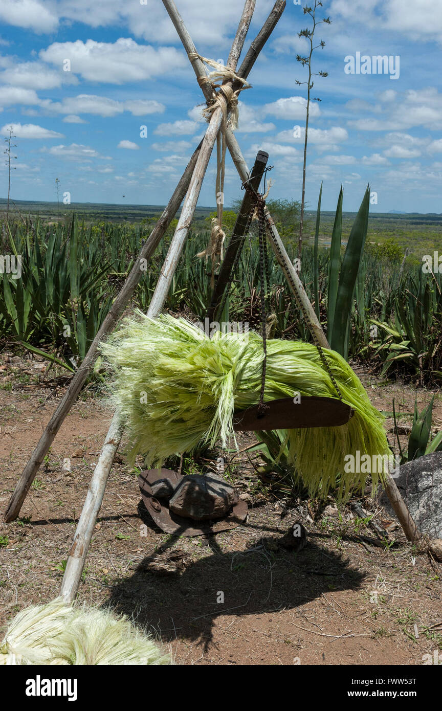 Sisal farm hi-res stock photography and images - Alamy