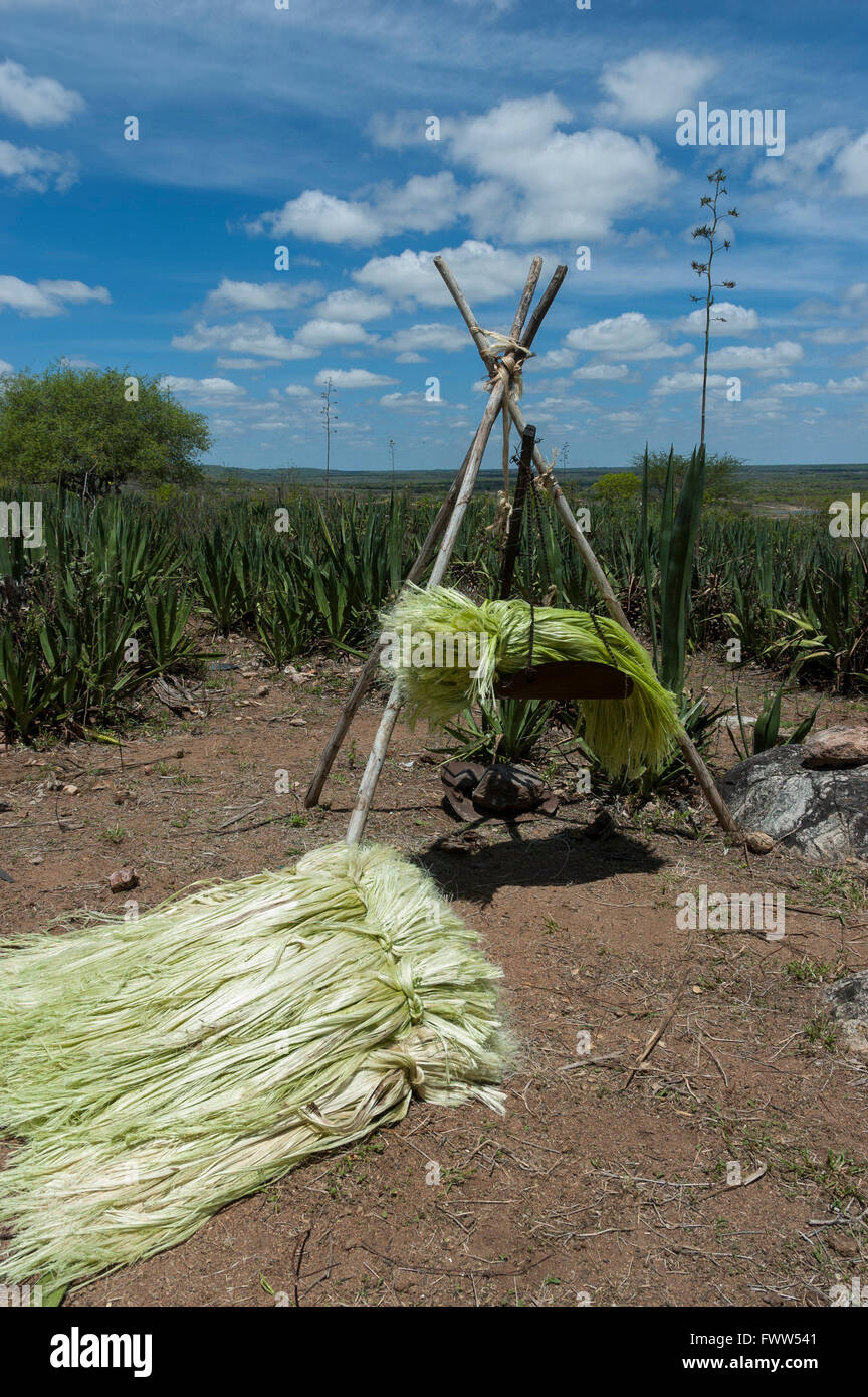 Sisal farm hi-res stock photography and images - Alamy