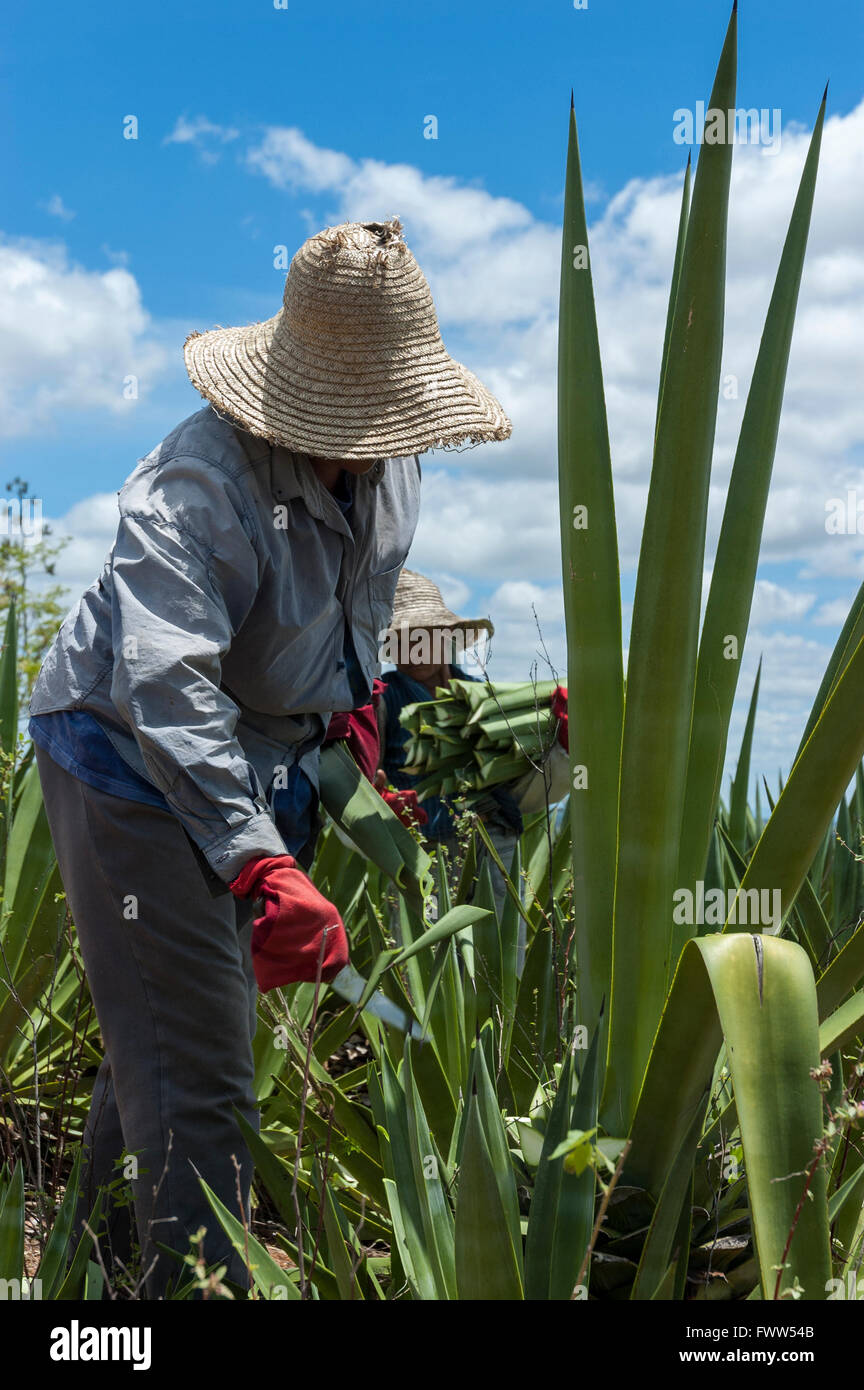 Sisal gloves hi-res stock photography and images - Alamy