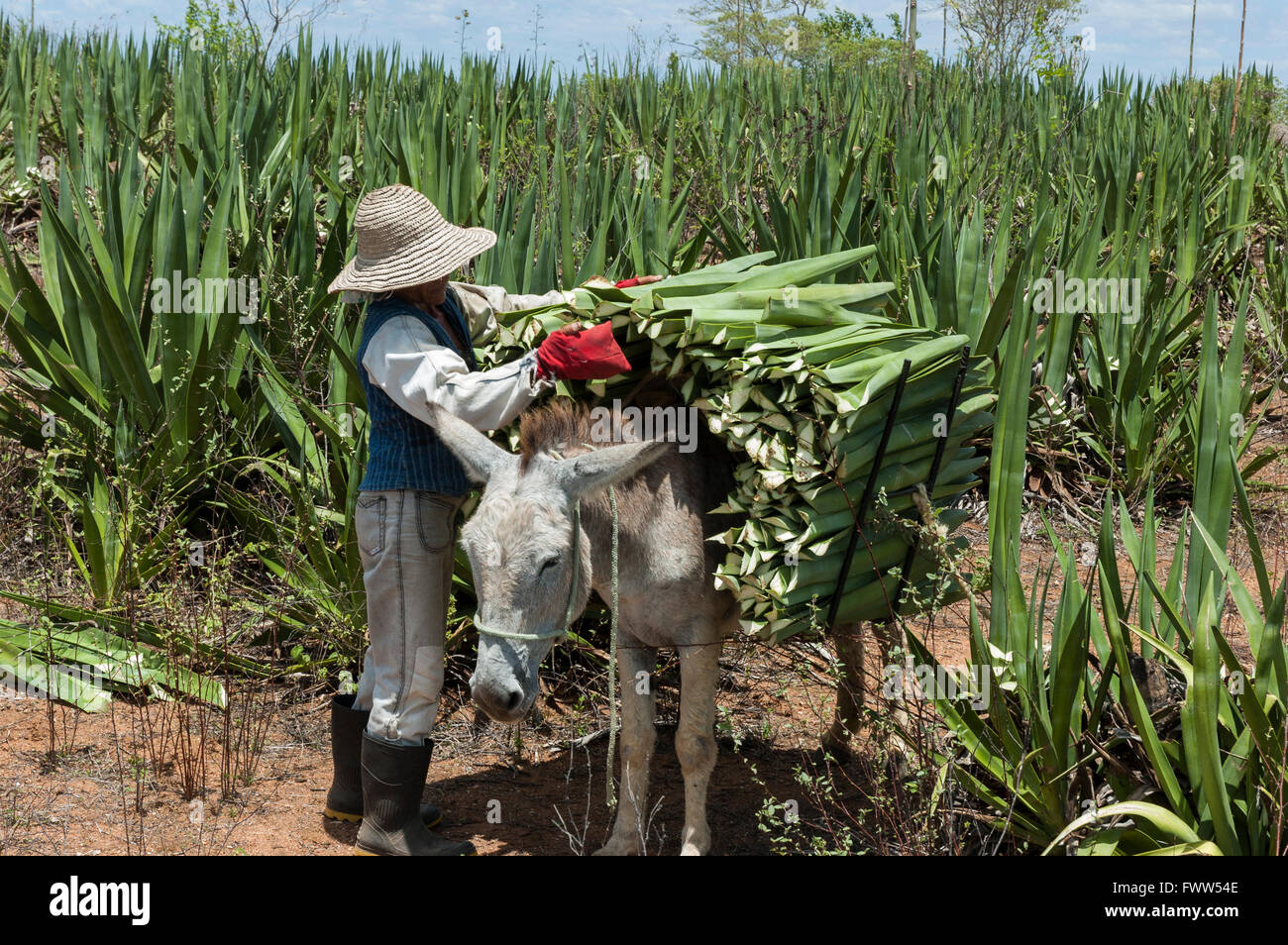 Working_horse hi-res stock photography and images - Alamy