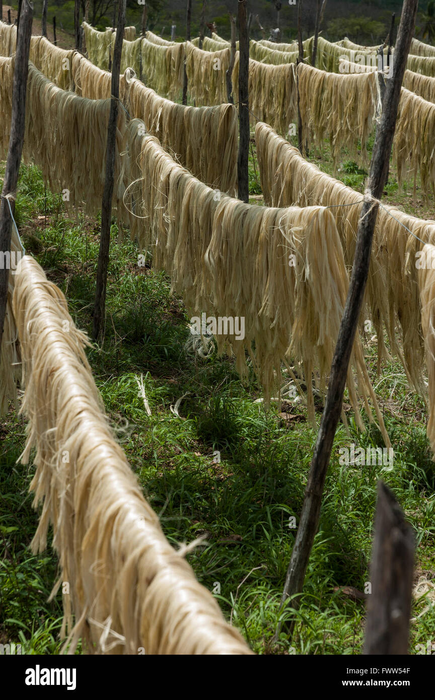 Sisal fiber drying in the field, Nova Fátima, Alagoas, Brazil Stock ...