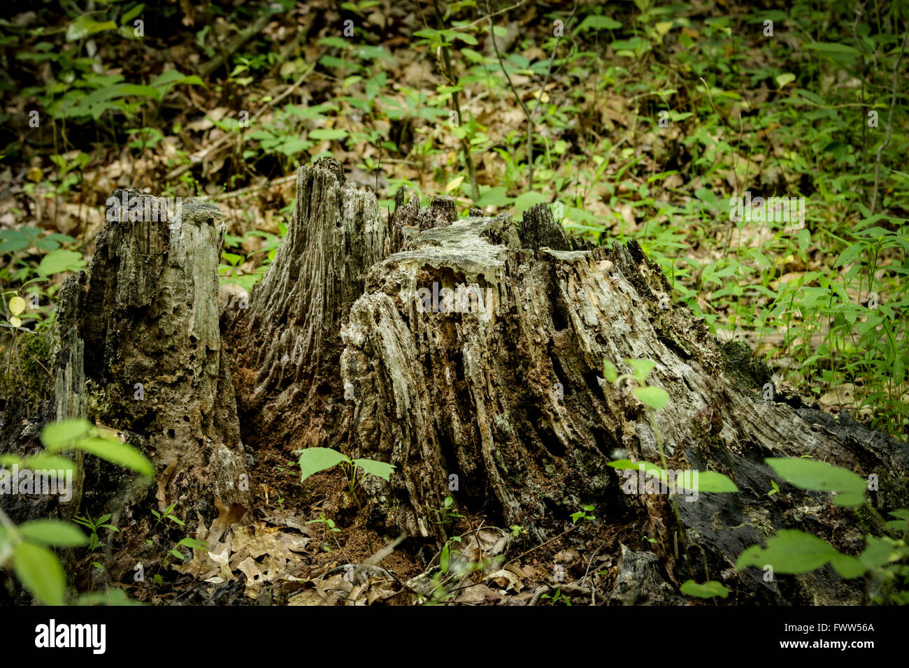 Decomposing tree stump in the woods Stock Photo - Alamy