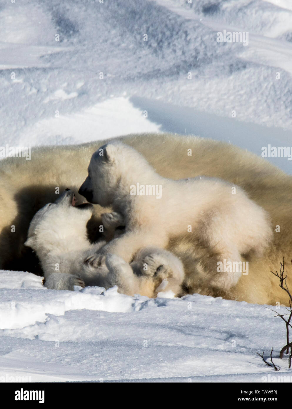 Polar bear twin cubs playing hi-res stock photography and images - Alamy