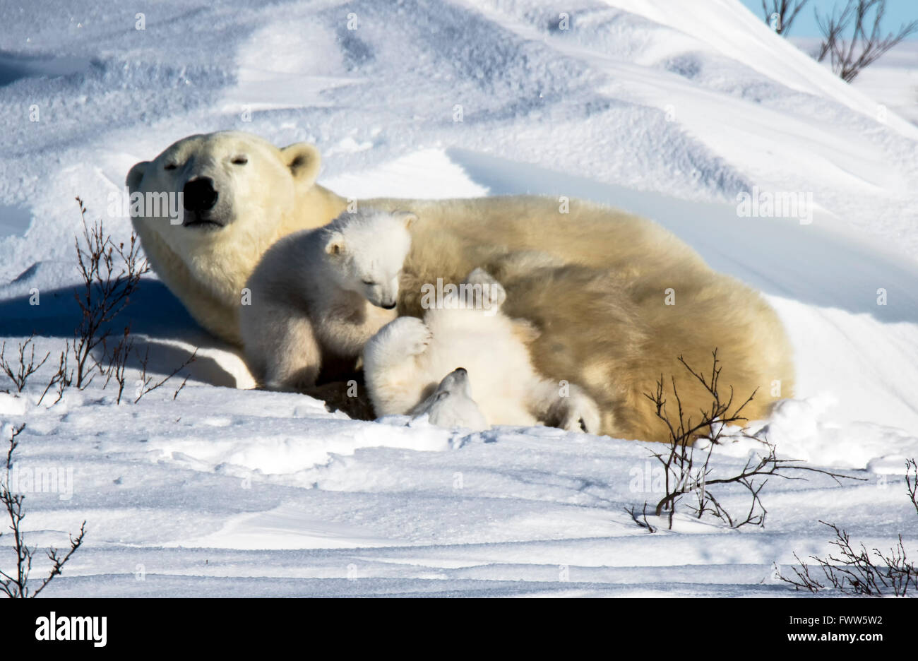 Two polar bears watching hi-res stock photography and images - Alamy