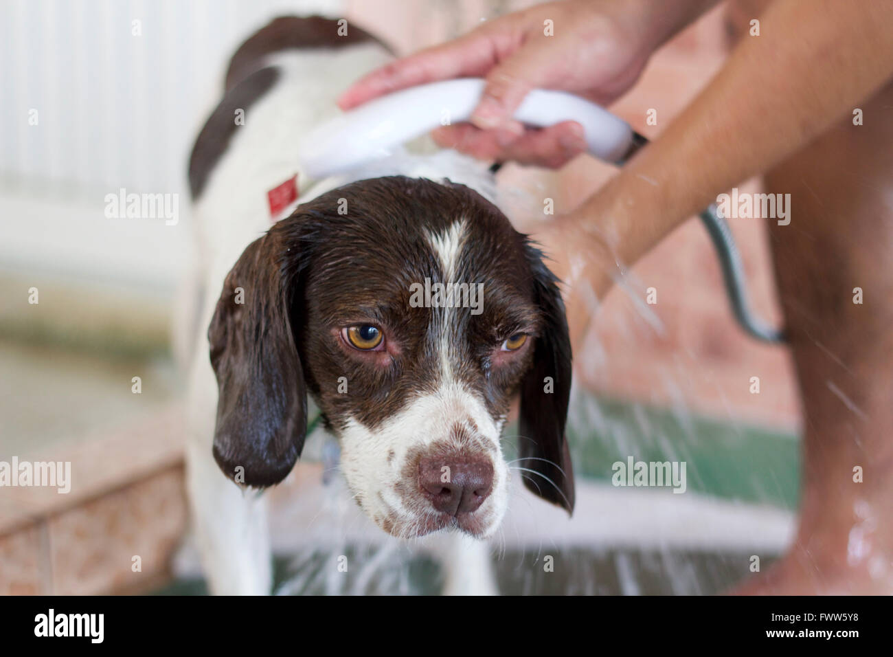 Washed Dog High Resolution Stock Photography and Images - Alamy
