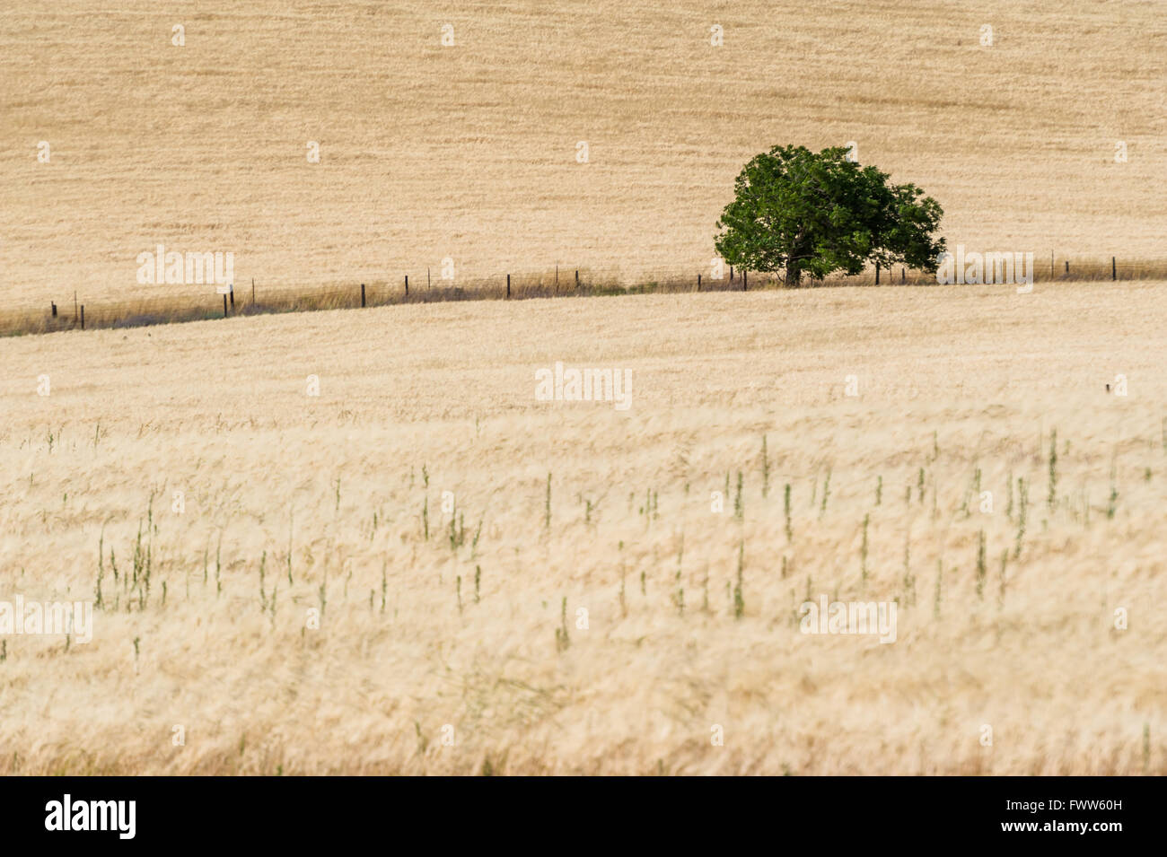 Lone tree growing in golden fields in countryside Stock Photo - Alamy