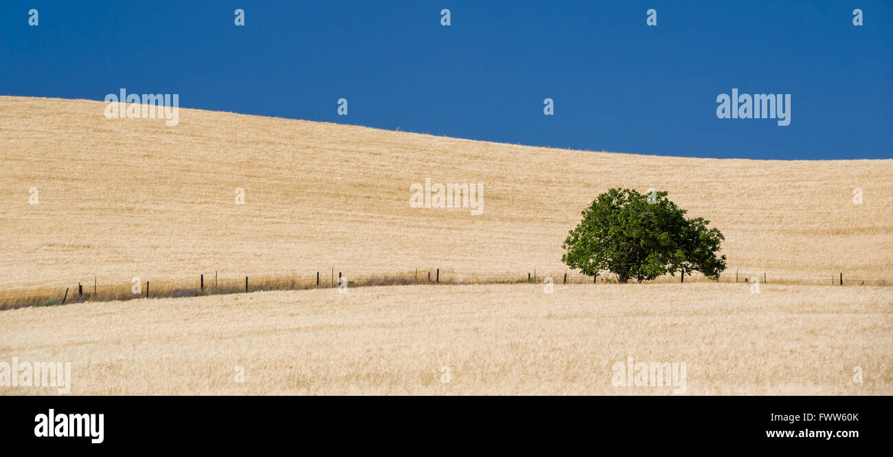 Panorama of lone tree with blue skies Stock Photo - Alamy