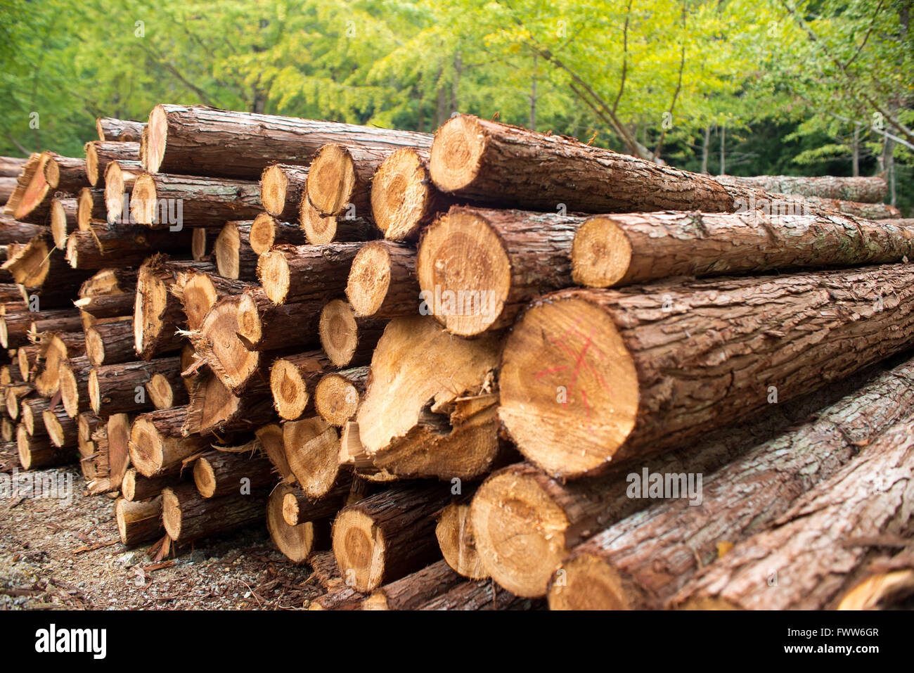 Timber stick hi-res stock photography and images - Alamy