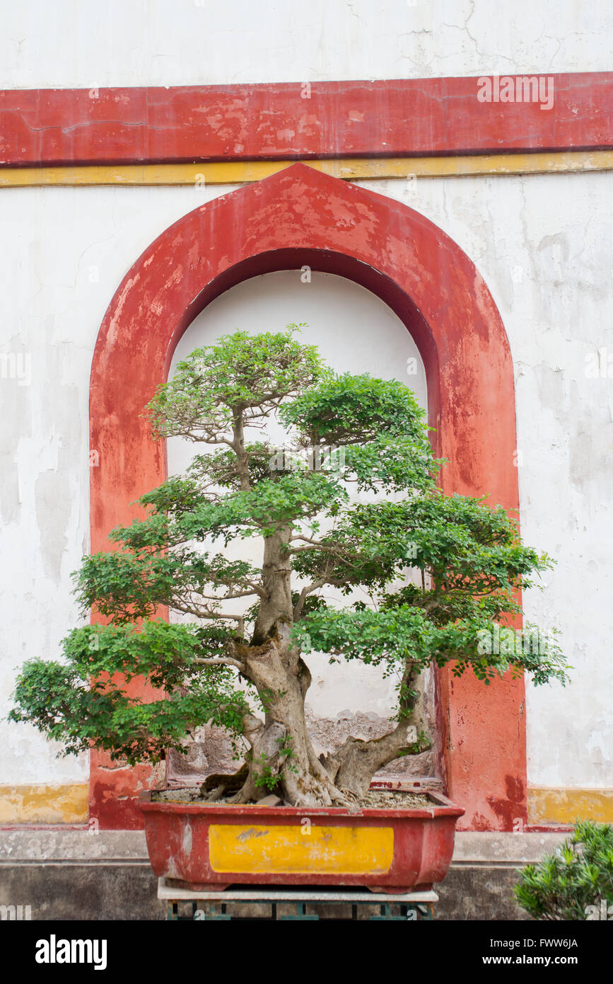 Potted pine hi-res stock photography and images - Alamy