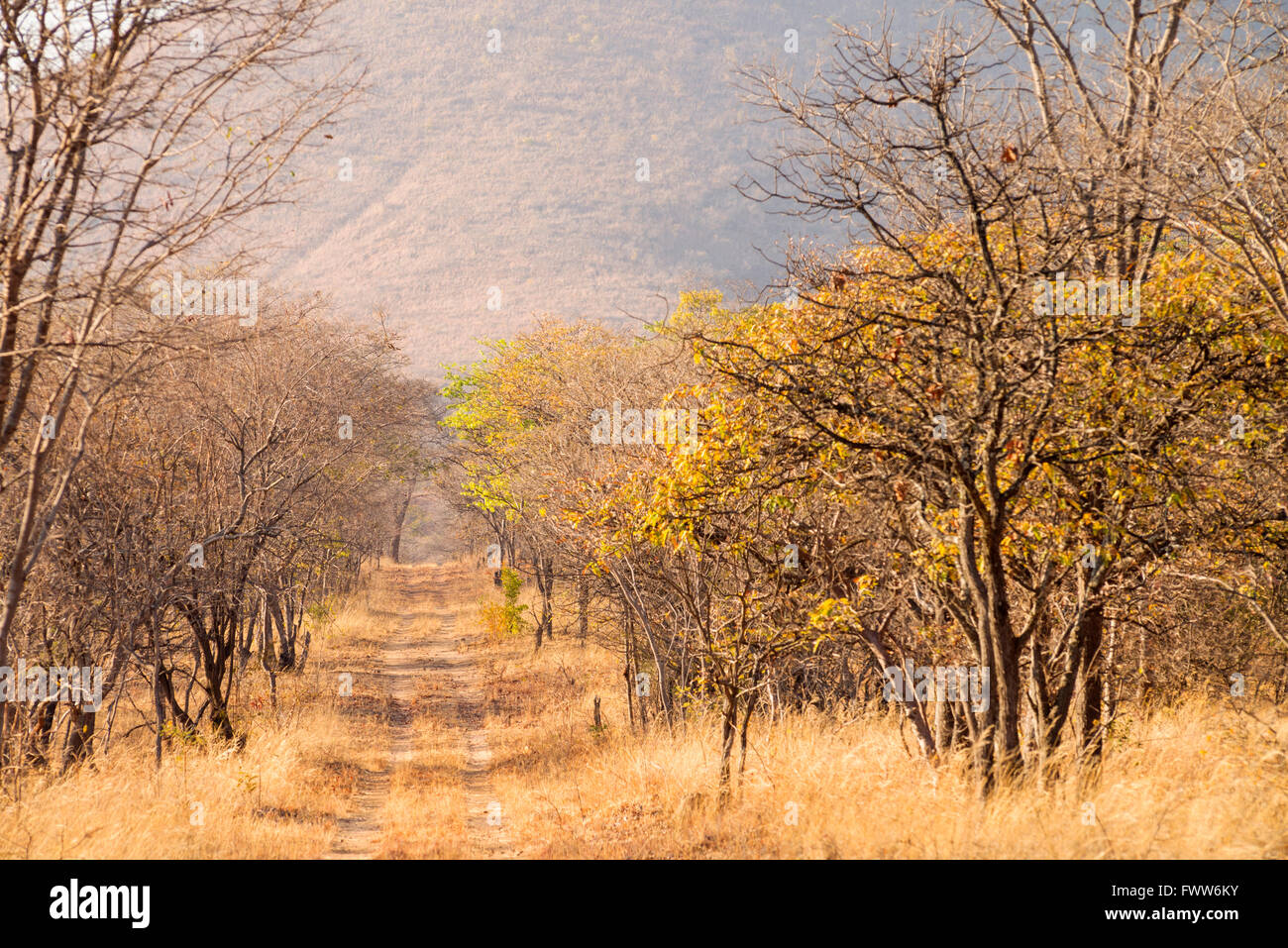 Indestructible trees hi-res stock photography and images - Alamy