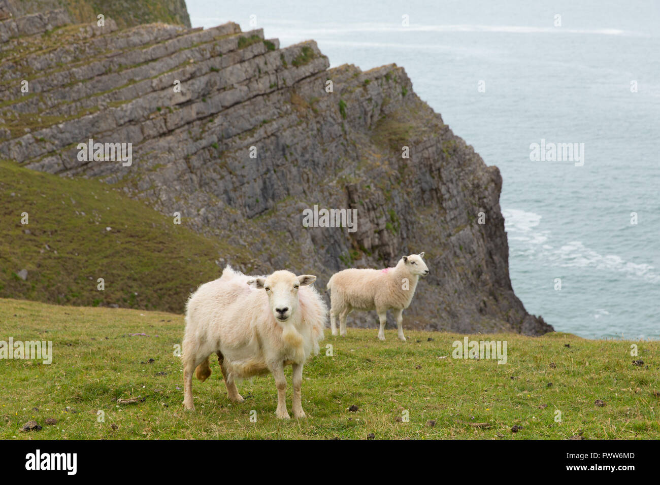 Welsh sheep the Gower coast Mewslade bay Stock Photo - Alamy