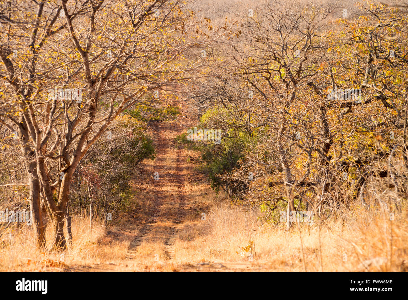 Indestructible trees hi-res stock photography and images - Alamy