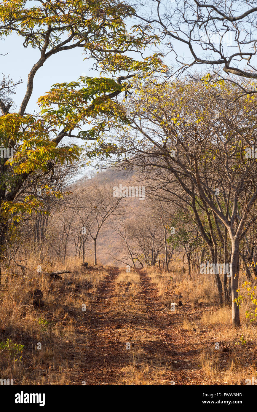 Indestructible trees hi-res stock photography and images - Alamy