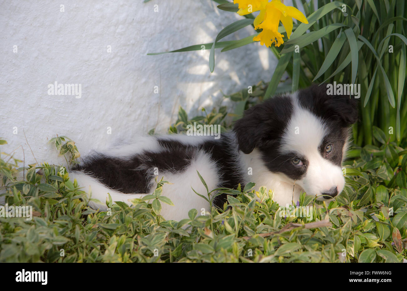Border Collie Puppy looking cute Stock Photo - Alamy