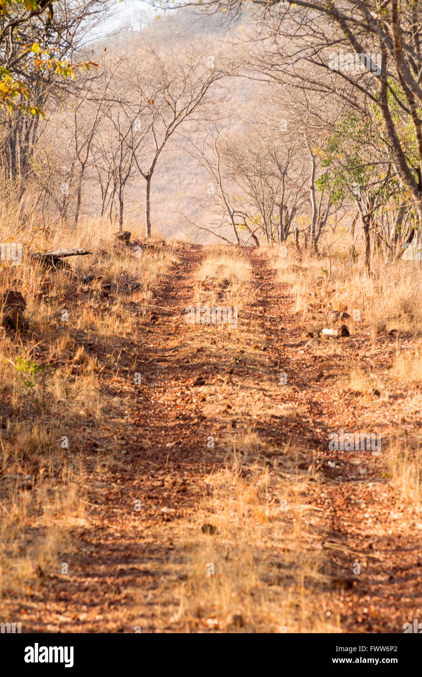 Indestructible trees hi-res stock photography and images - Alamy