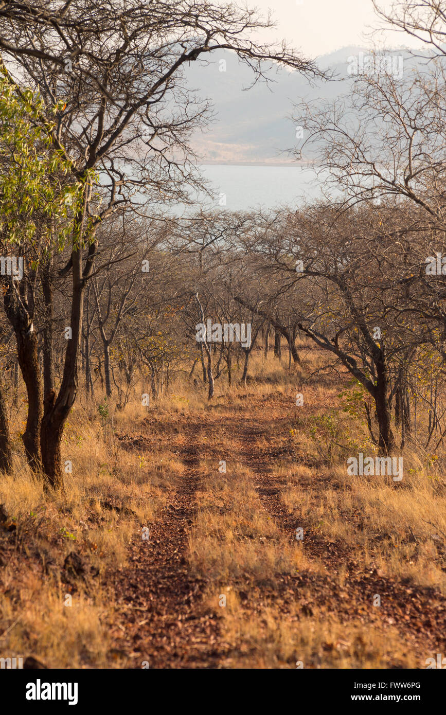 Indestructible trees hi-res stock photography and images - Alamy