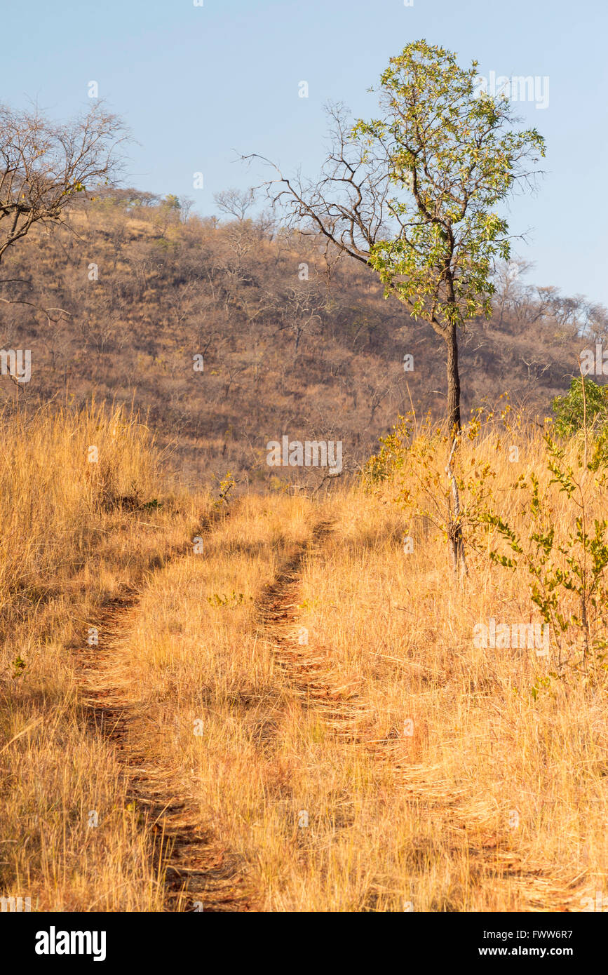 Indestructible trees hi-res stock photography and images - Alamy
