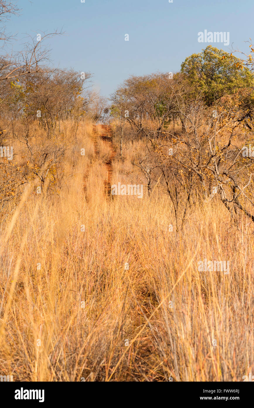 Indestructible trees hi-res stock photography and images - Alamy