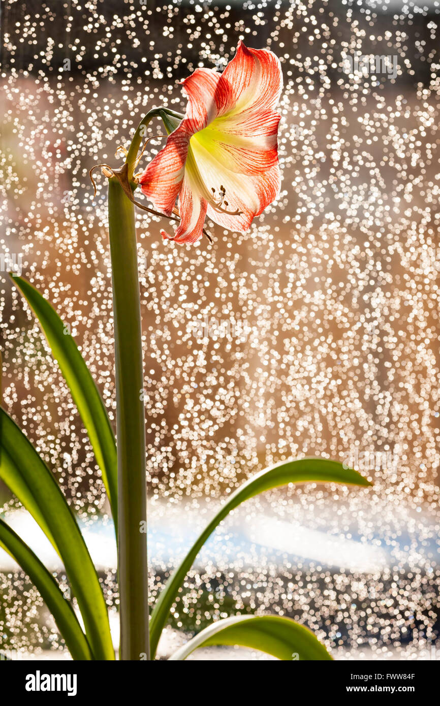 House plants on window sill with raindrops on the window pane Stock ...