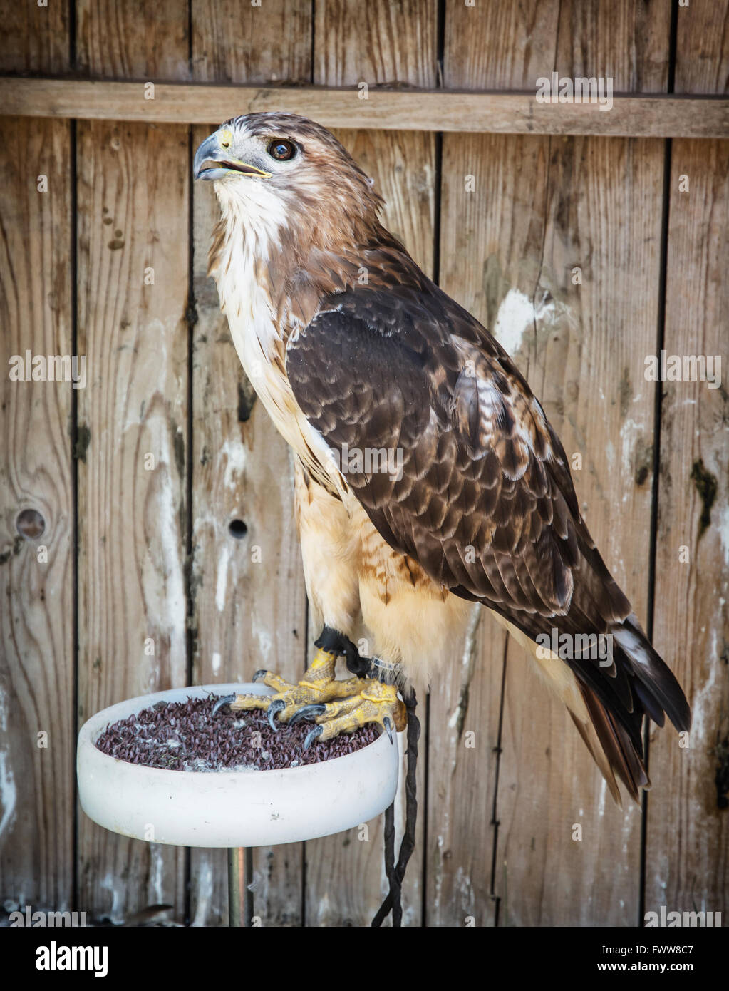 Golden eagle (Aquila chrysaetos) - big bird of prey. Animal scene Stock ...