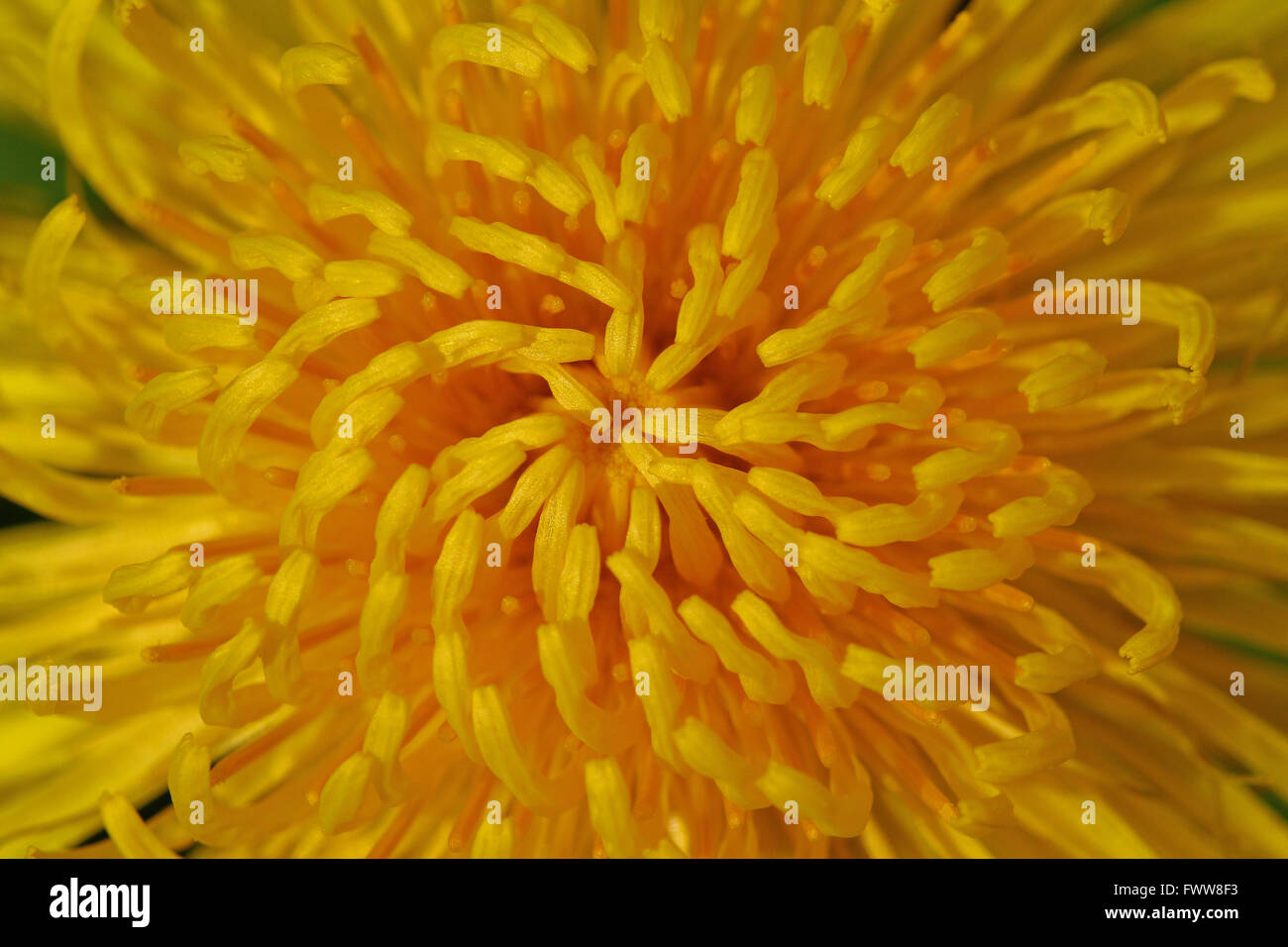 Dandelion flower center pattern closeup Stock Photo - Alamy