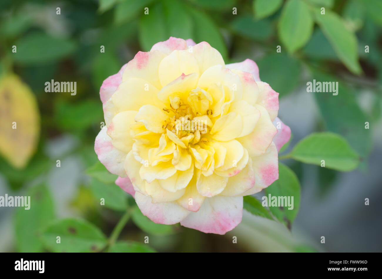 Yellow water rose hi-res stock photography and images - Alamy