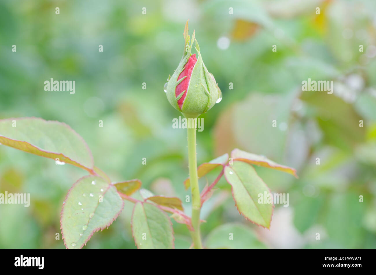 Close up of pink rose bud in the garden Stock Photo - Alamy