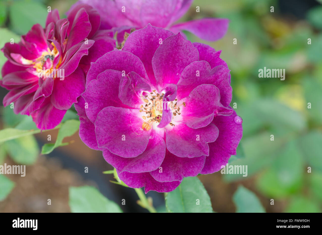 Rose blooming hi-res stock photography and images - Alamy