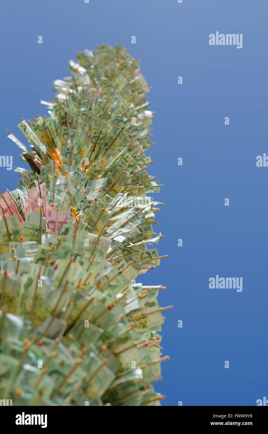 money tree buddhist on blue sky background Stock Photo - Alamy