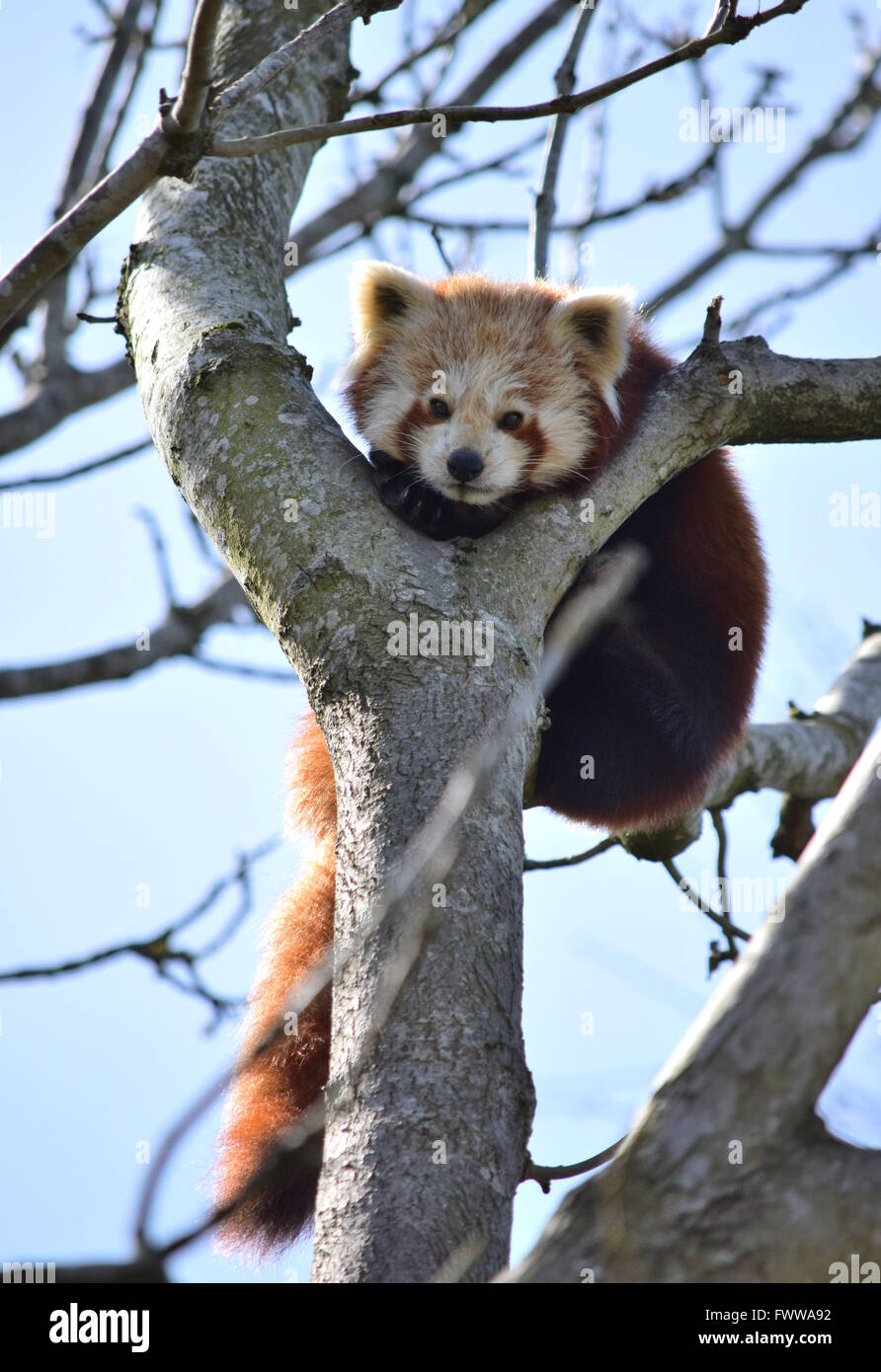 Red panda on tree hi-res stock photography and images - Alamy