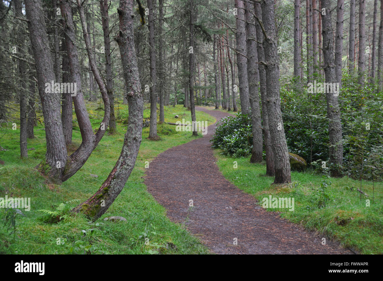 Footpath through dense forest hi-res stock photography and images - Alamy